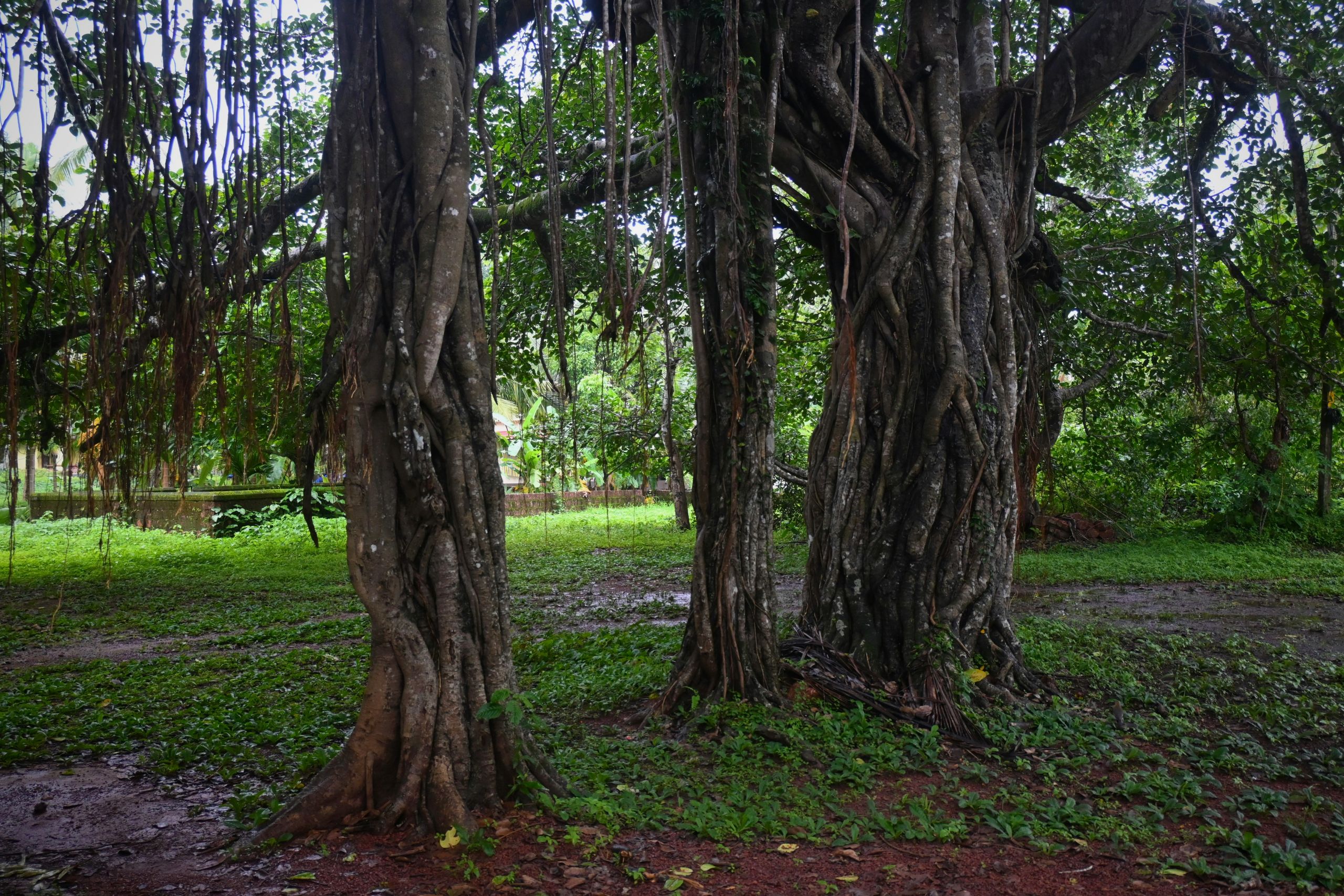The Banyan Tree • In Plainspeak